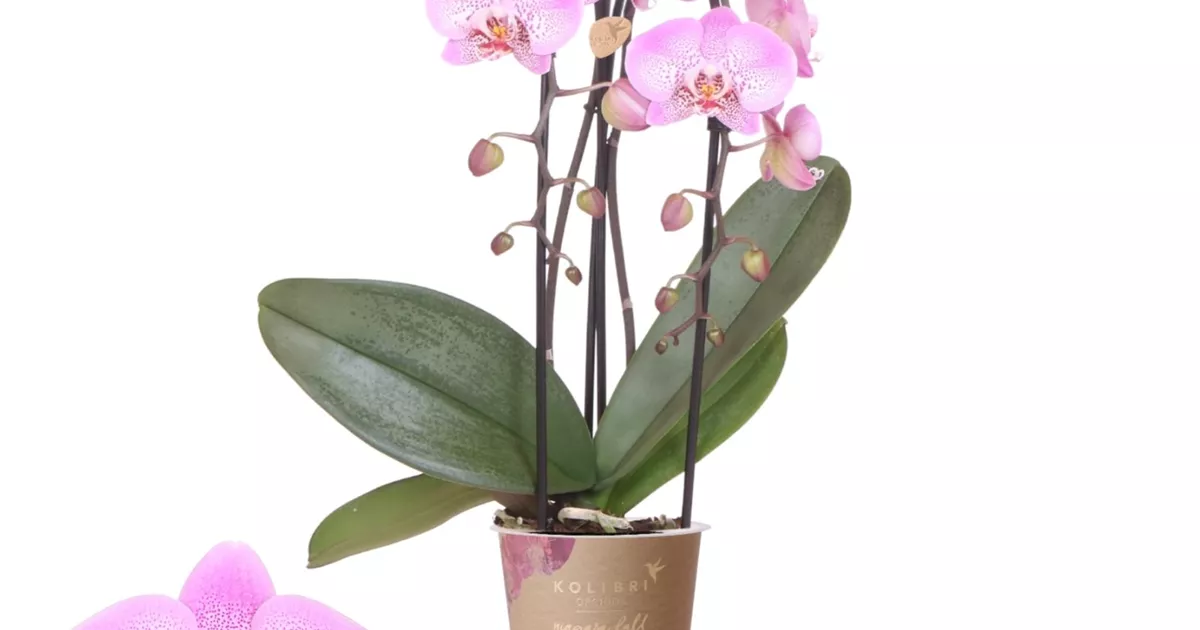 Phalaenopsis Cascade Niagara Falls Jillion, Schmetterlingsorchidee ...