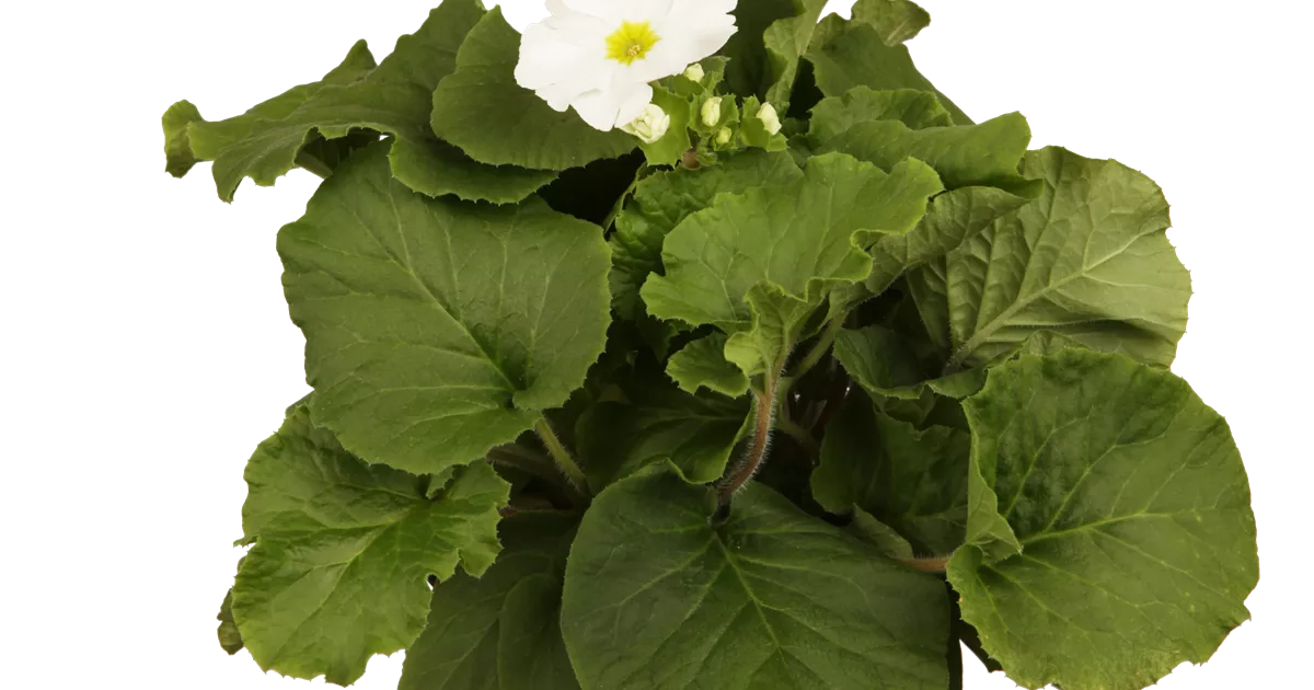 Primula obconica Touch Me, Becher-Primel 'Touch Me'® - Bellaflora