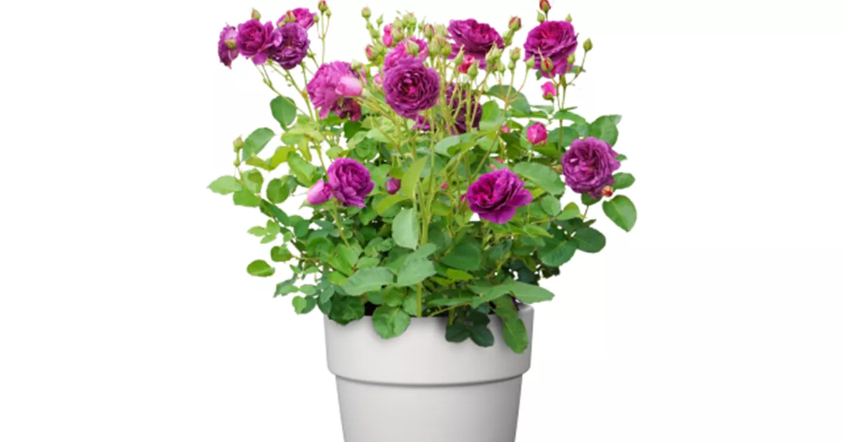 Rosa Minerva, Beetrose 'Minerva'® - Bellaflora