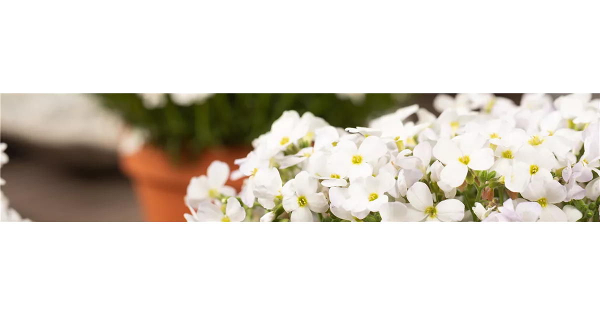 Bodendecker - Bellaflora