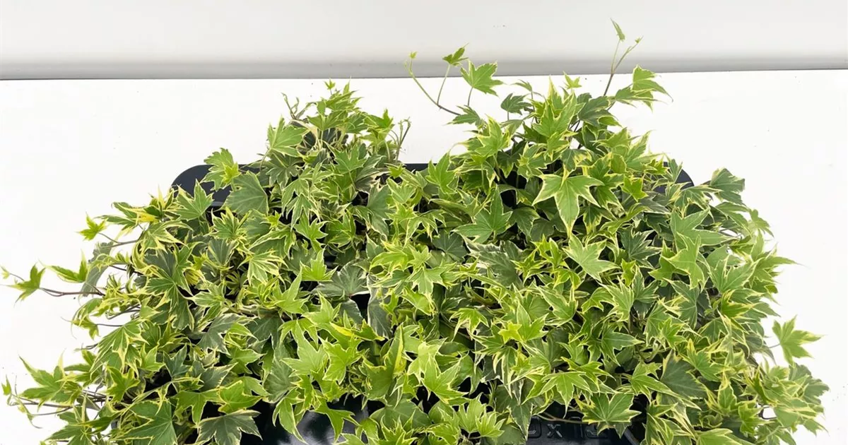 Hedera helix, gelb-bunt, Gemeiner Efeu - Bellaflora