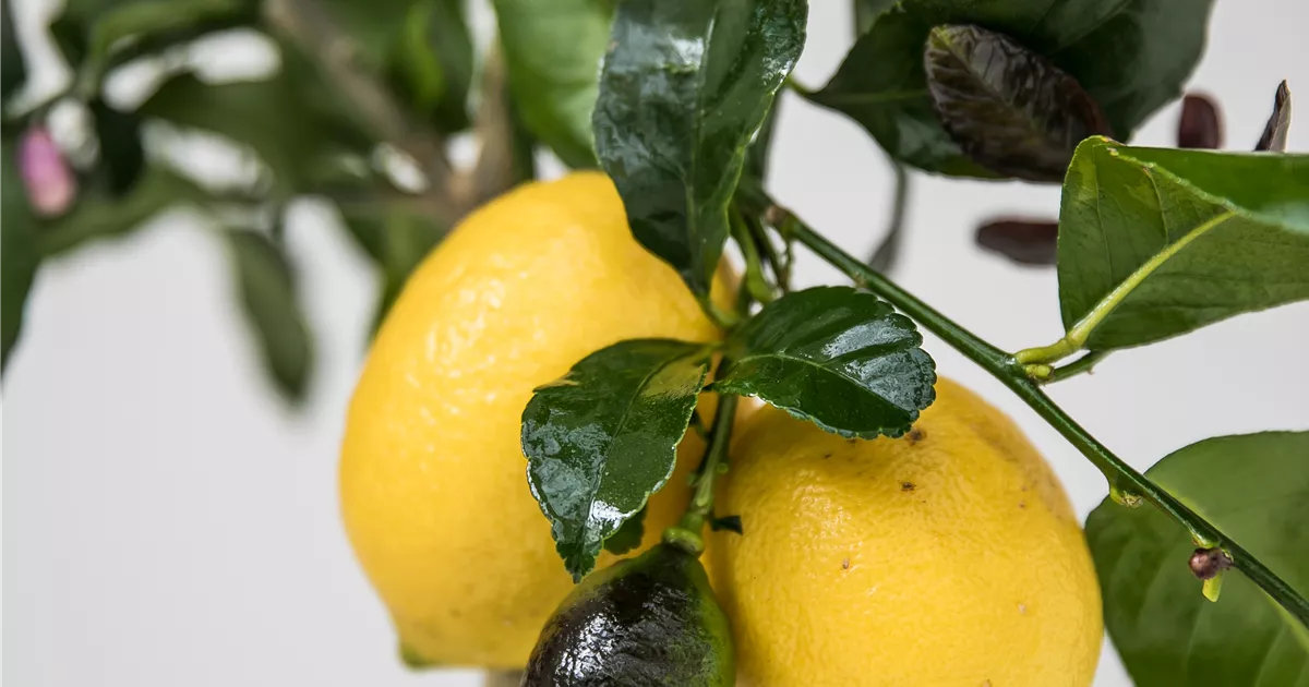 Citrus limon feminello carrubaro Stamm, Zitrone 'Femminello Carrubaro ...