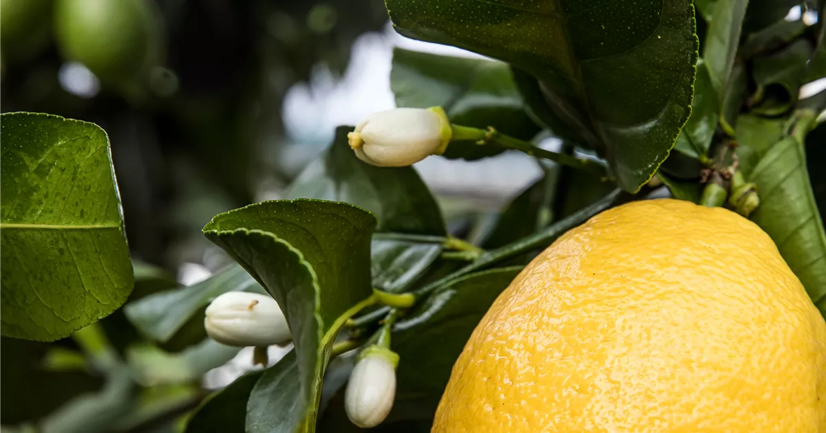 Citrus limon femminello zagara bianca, Zitrone Femminello Zagara Bianca ...
