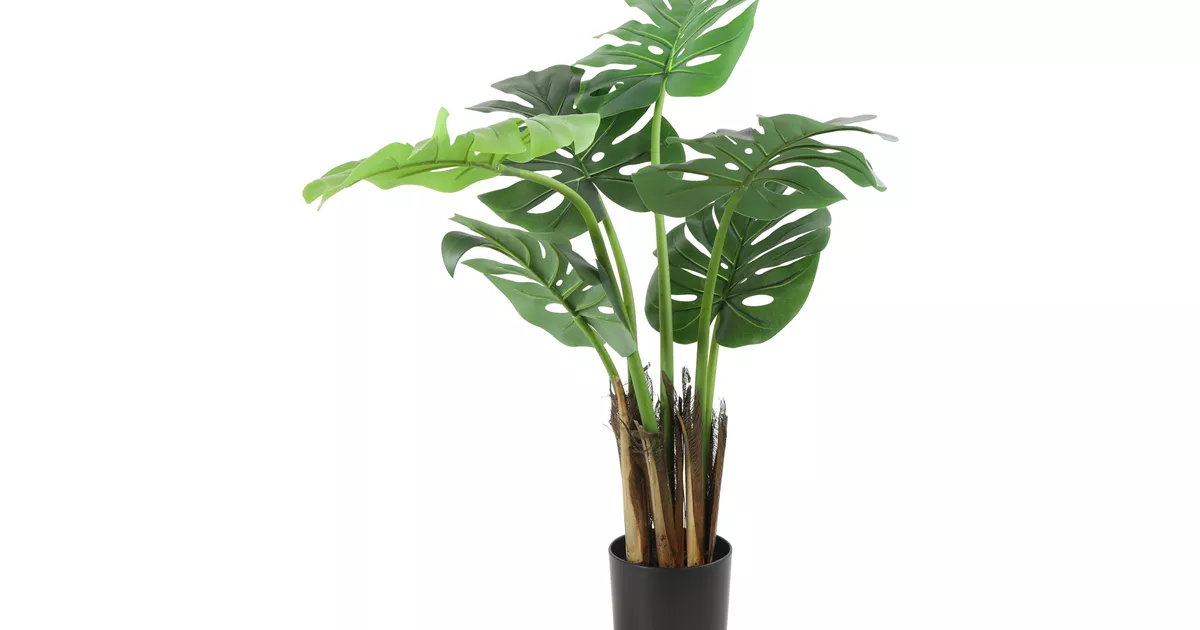 Monstera - Bellaflora