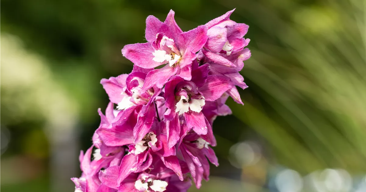 Delphinium cultorum Magic Fountain Deep Rose White Bee, Rittersporn 'Magic Fountains Lilac Pink ...