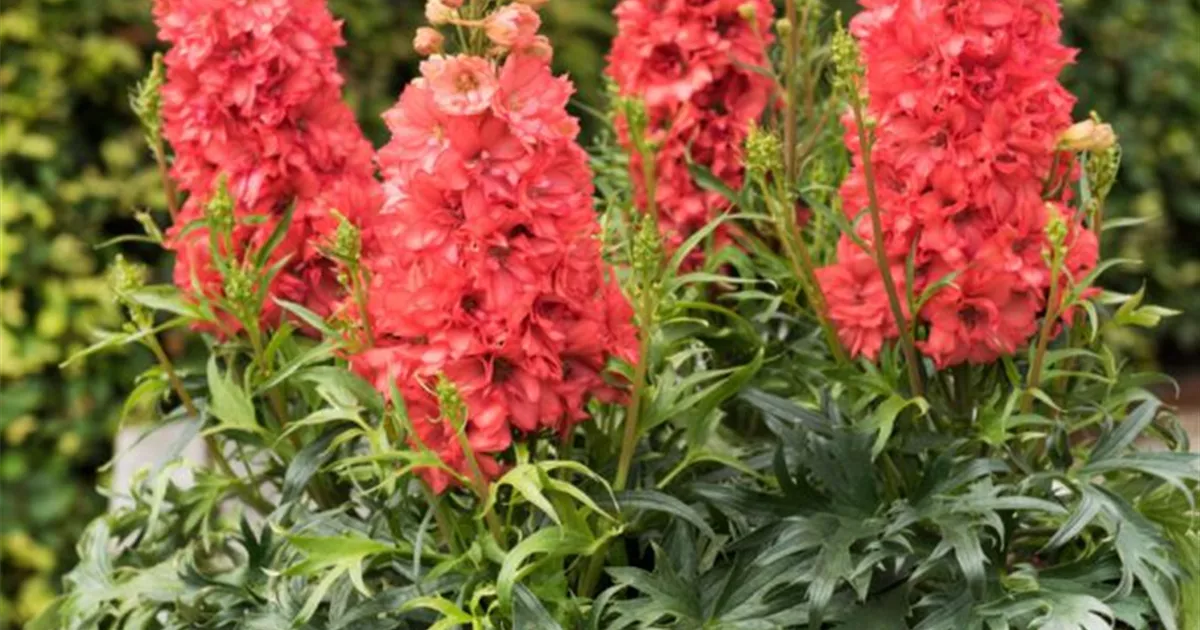 Delphinium cultorum Red Lark, Rittersporn 'Red Lark' - Bellaflora