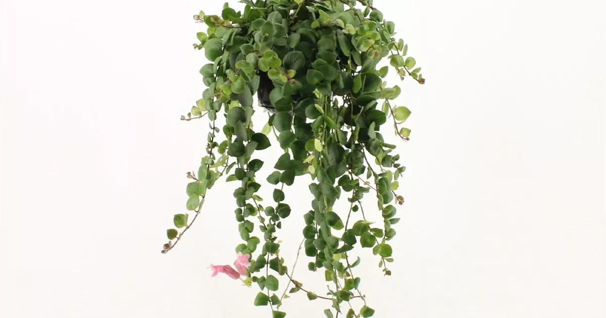 Aeschynanthus Pink Polka Ampel, Schamblume 'Pink Polka' - Bellaflora