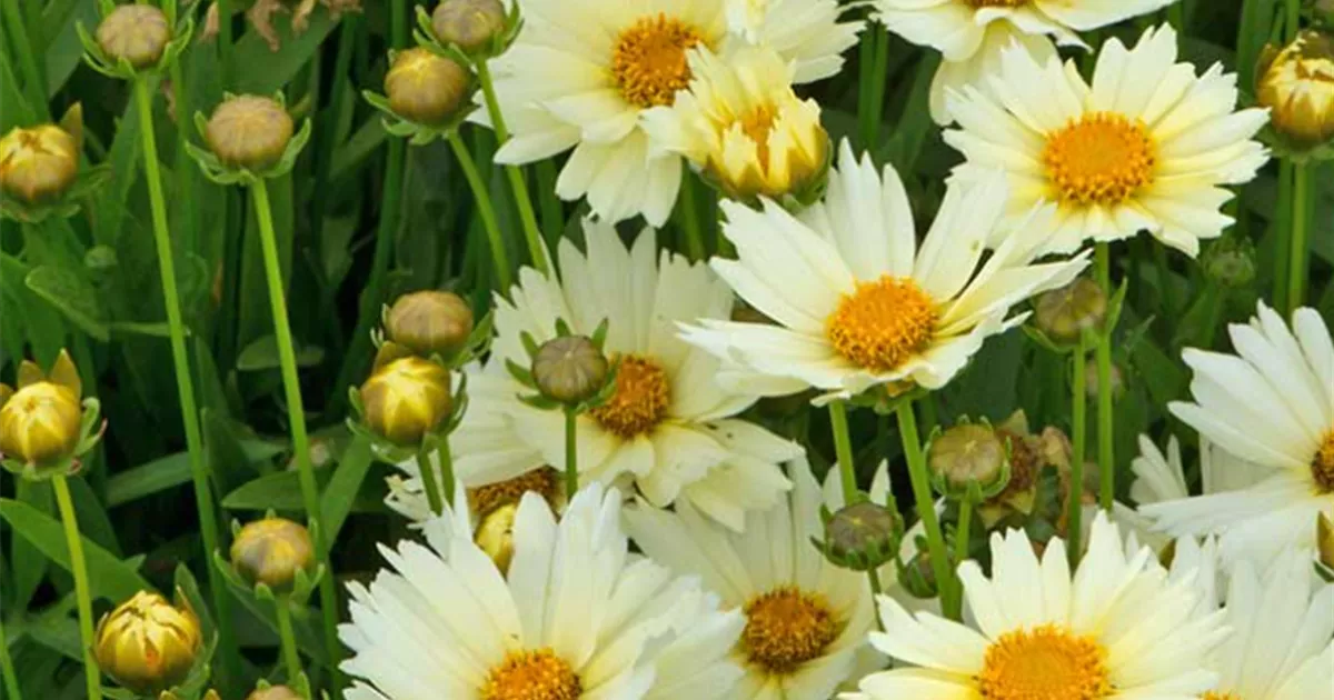 Coreopsis grandiflora UpTick Cream, Mädchenauge 'Uptick™ Cream & Red ...