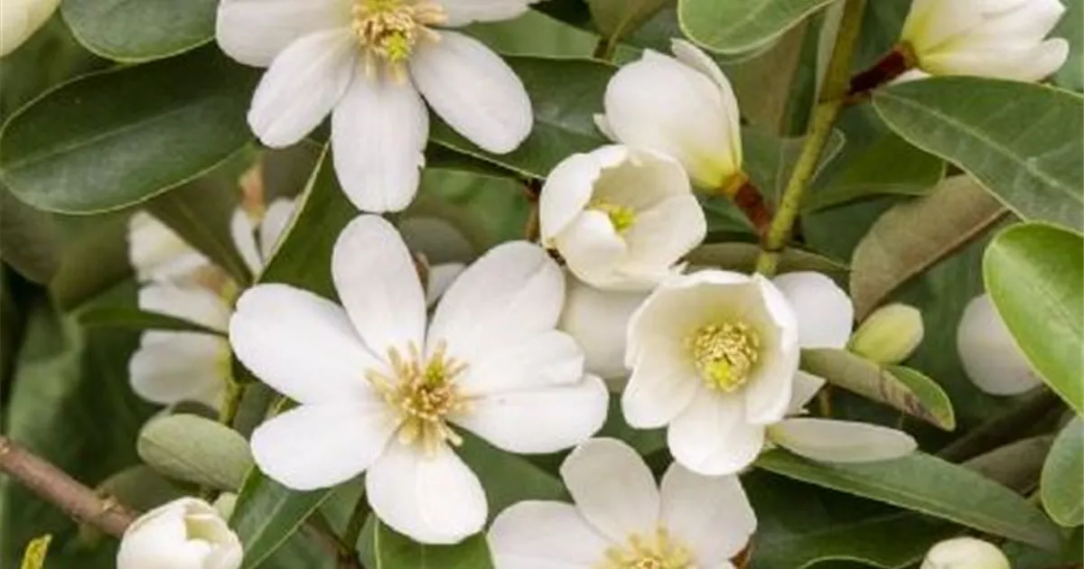 Magnolia Vanilla Pearls, Duft-Magnolie 'Vanilla Pearls' - Bellaflora