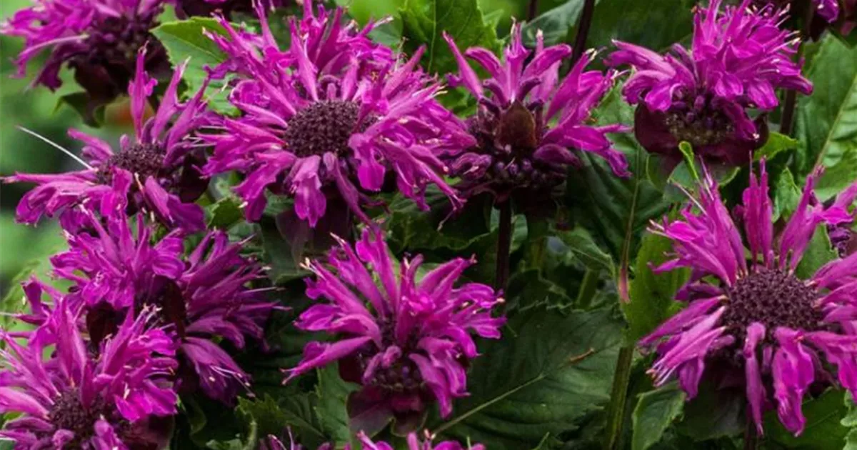 Monarda hybrida Bee Pure, Garten-Indianernessel 'Bee-Pure' - Bellaflora