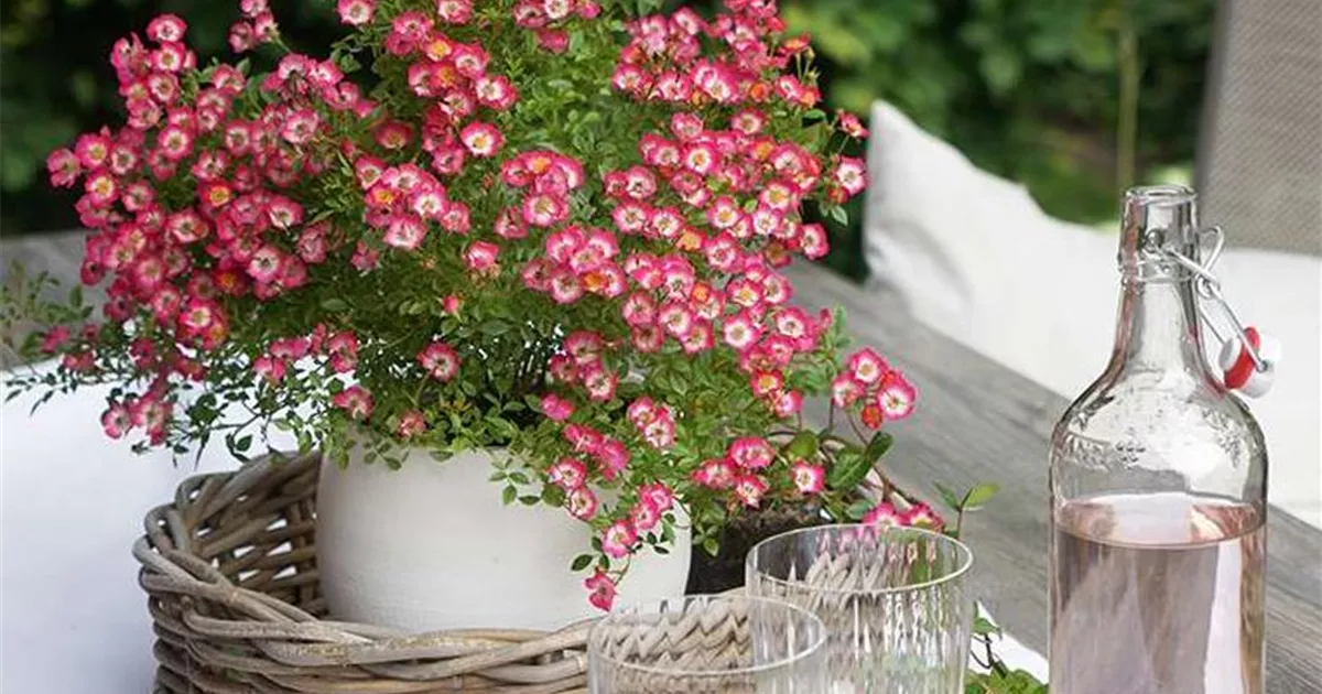 Rosa Miniatura, Zwergrose 'Miniatura'® - Bellaflora