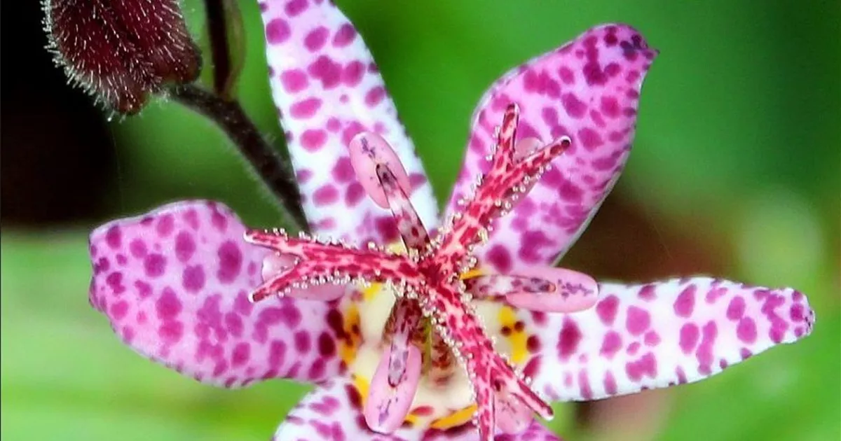 Trycirtis Pink Freckles, Krötenlilie 'Pink Freckles' - Bellaflora
