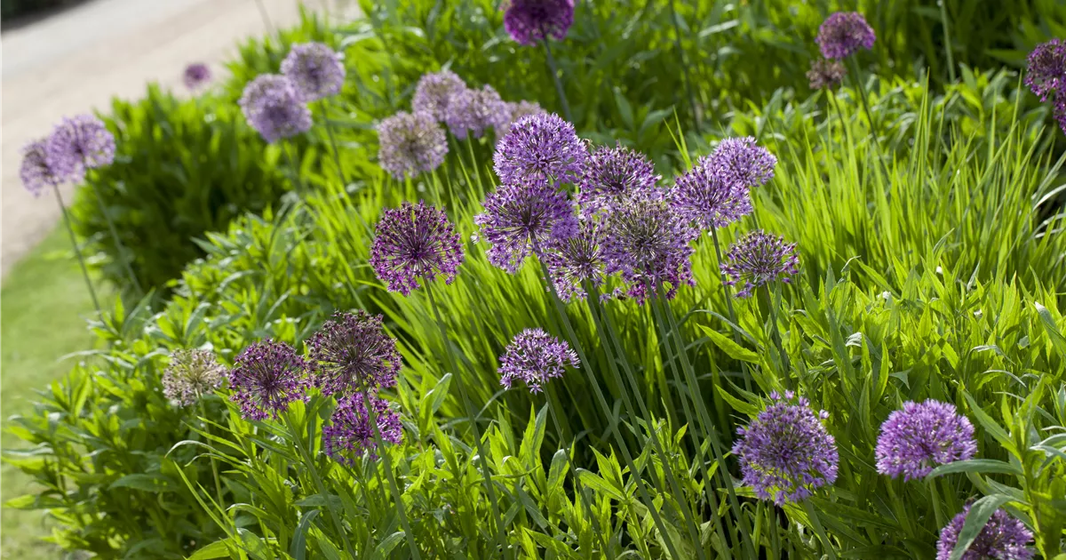 Allium senescens Lisa Green, Zierlauch - Bellaflora