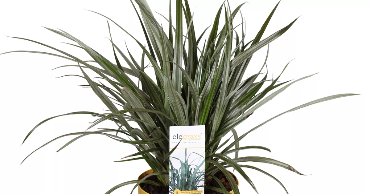Astelia x nervosa 'Silver Shadow', Astelie - Bellaflora