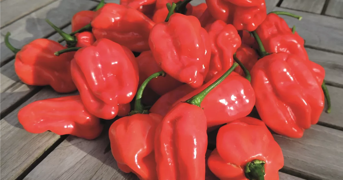 Capsicum chinense Habanero mild NuMex Suave Red, Chili 'NuMex Suave Red ...