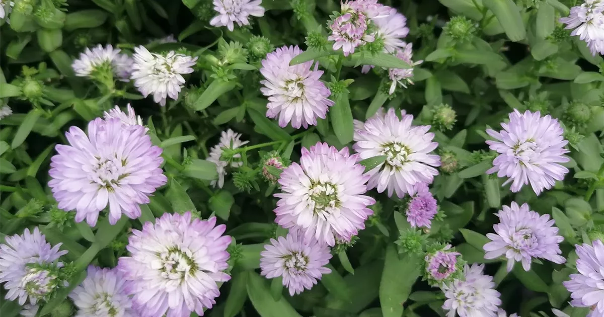 Aster novi belgii Victoria, Glattblatt-Aster 'Victoria® Diana' - Bellaflora