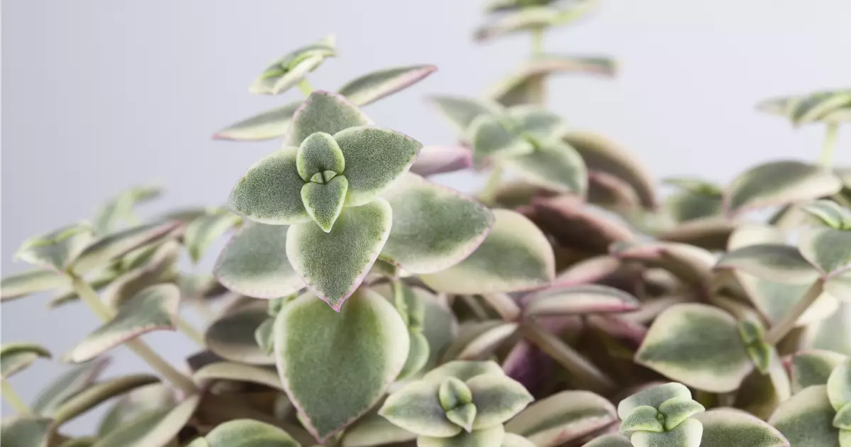 Crassula Desert Diamond, Dickblatt - Bellaflora