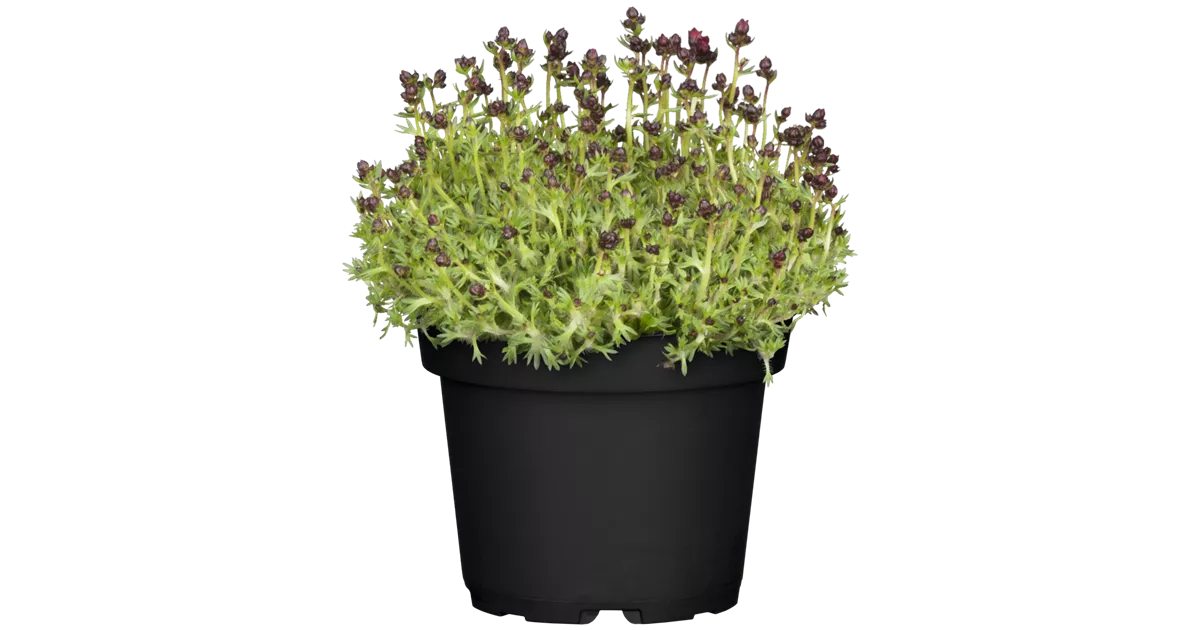 Saxifraga Mini Mix, Saxifraga - Bellaflora