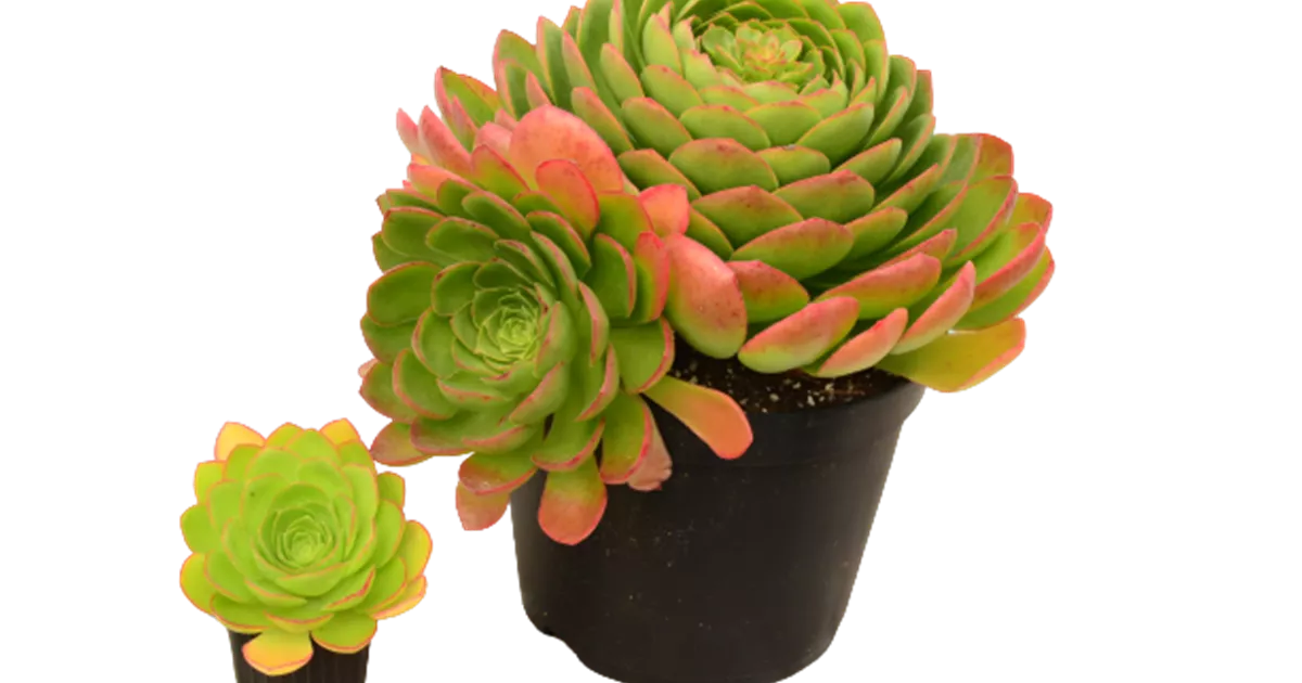 Semponium Diamond - Bellaflora