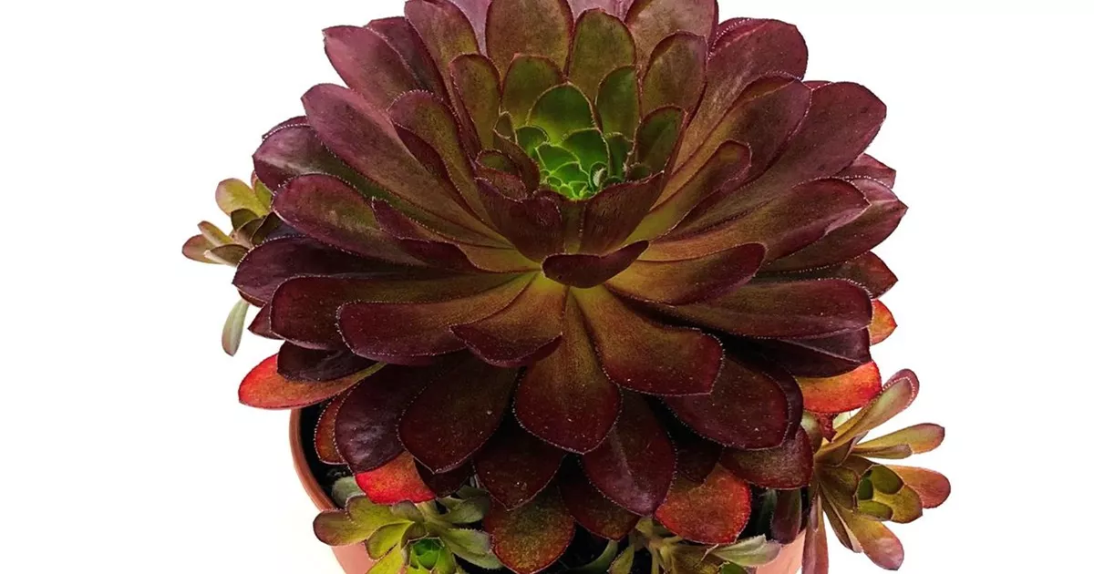 Semponium Sienna, Semponium 'Sienna' - Bellaflora