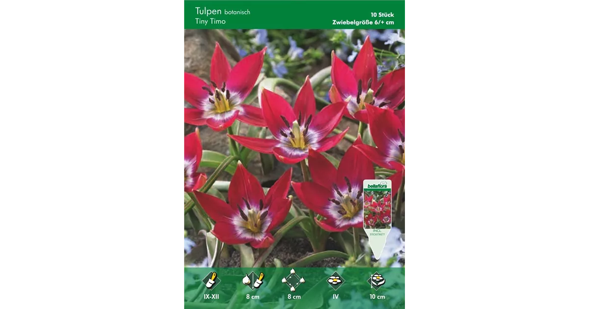 Tulipa Tiny Timo - Bellaflora