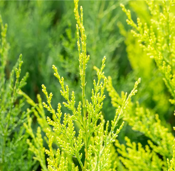 Cupressocyparis Leylandii Castlewellan gold, 10 l Topf, Gelbe ...