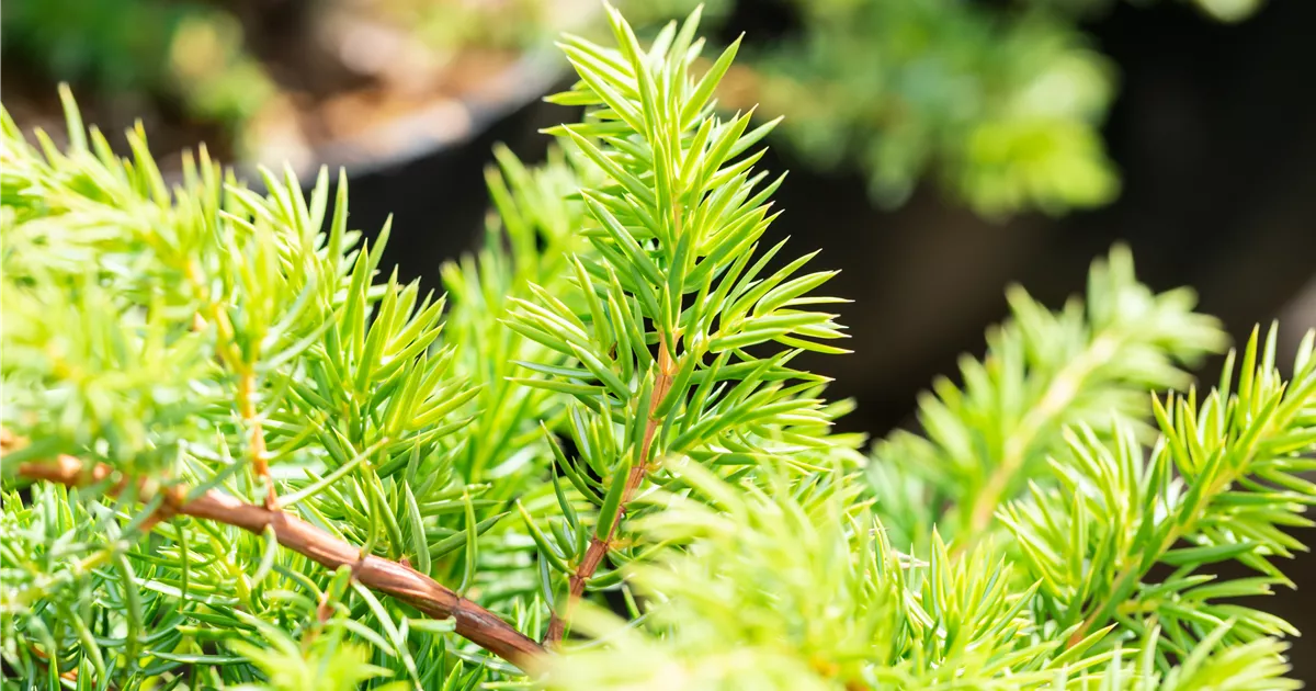 Juniperus Conferta Schlager, Sachalin-Kriechwacholder 'Schlager ...