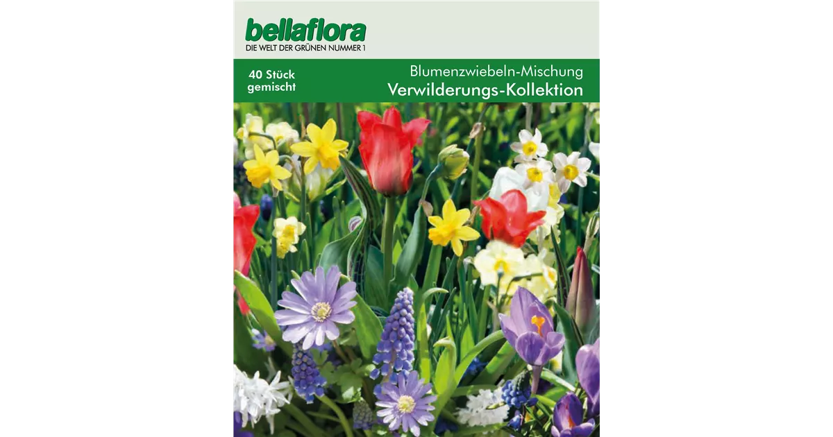 Blumenzwiebel Wildblumen-Kollektion - Bellaflora