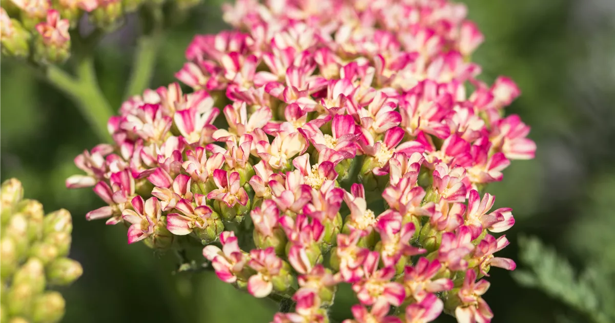 Achillea millefolium Milly Rock Rose, Schafgarbe 'Milly Rock Rose ...
