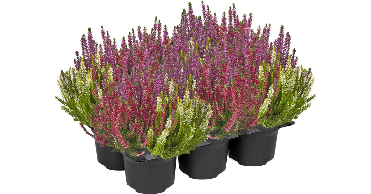 Calluna Beauty Ladies 6er Pack, Knospenblüherheide Beauty Ladies ...