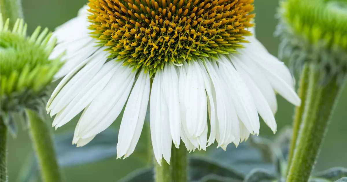 Echinacea Prairie Splendor Compact White, Garten-Scheinsonnenhut ...