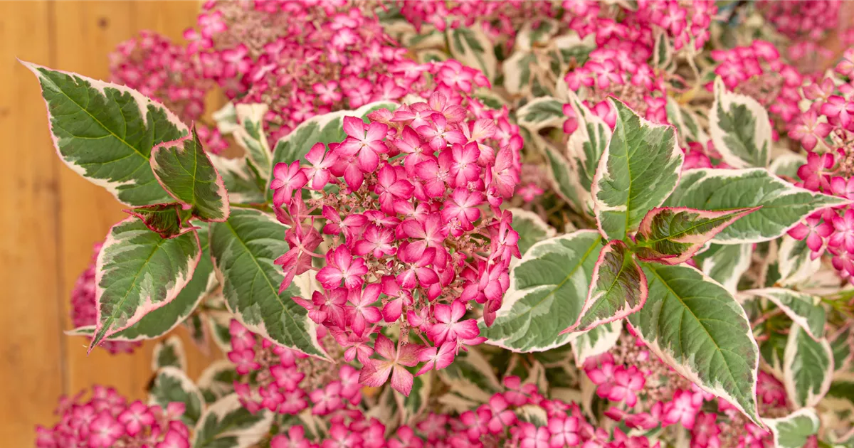 Hydrangea serrata Euphoria Pink, Gartenhortensie 'Euphoria Pink ...