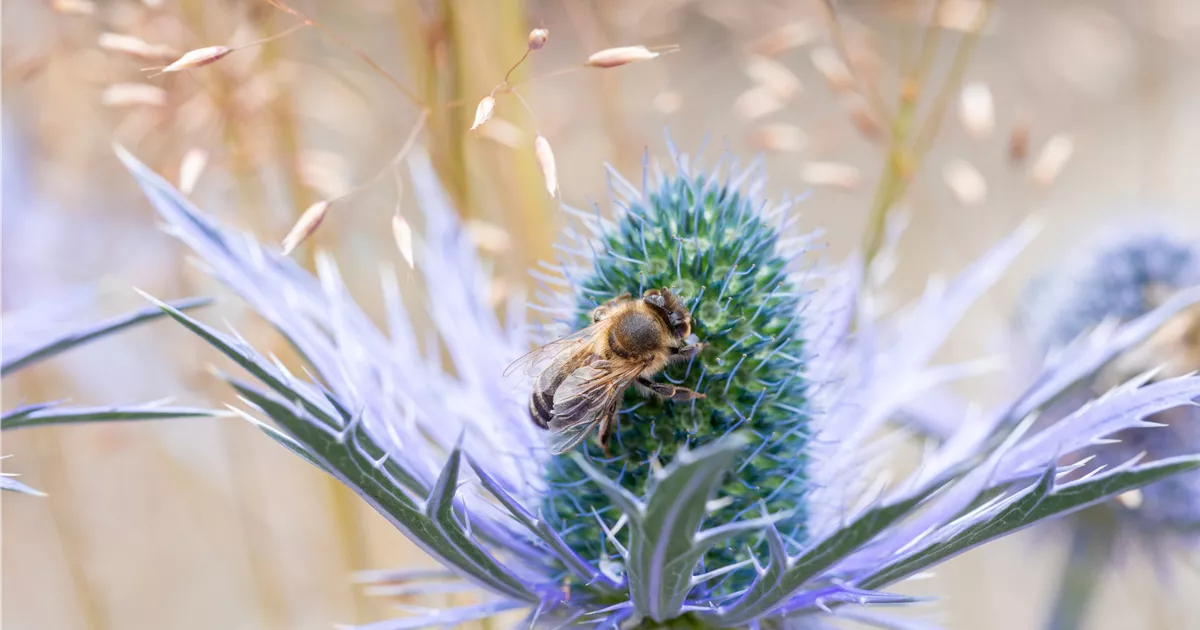 Distel Eryngium, Distel - Bellaflora