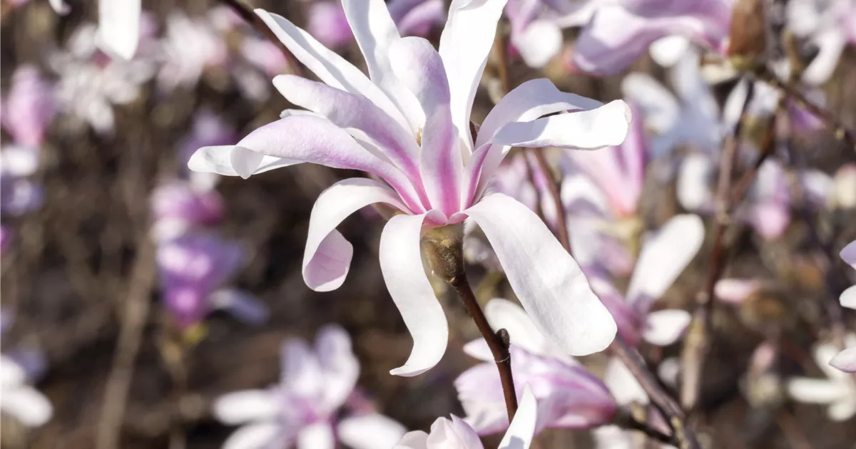 Magnolia Susan Stamm, Niedrige Magnolie 'Susan' - Bellaflora
