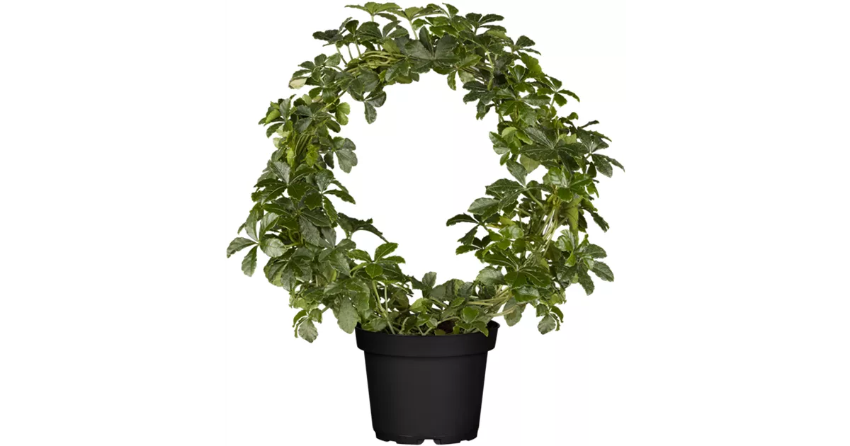 Cissus striata, Kleine Zimmerrebe - Bellaflora