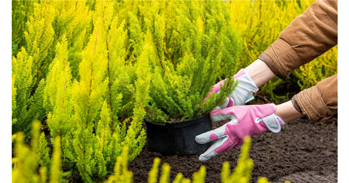 Services vor Ort & online - Bellaflora