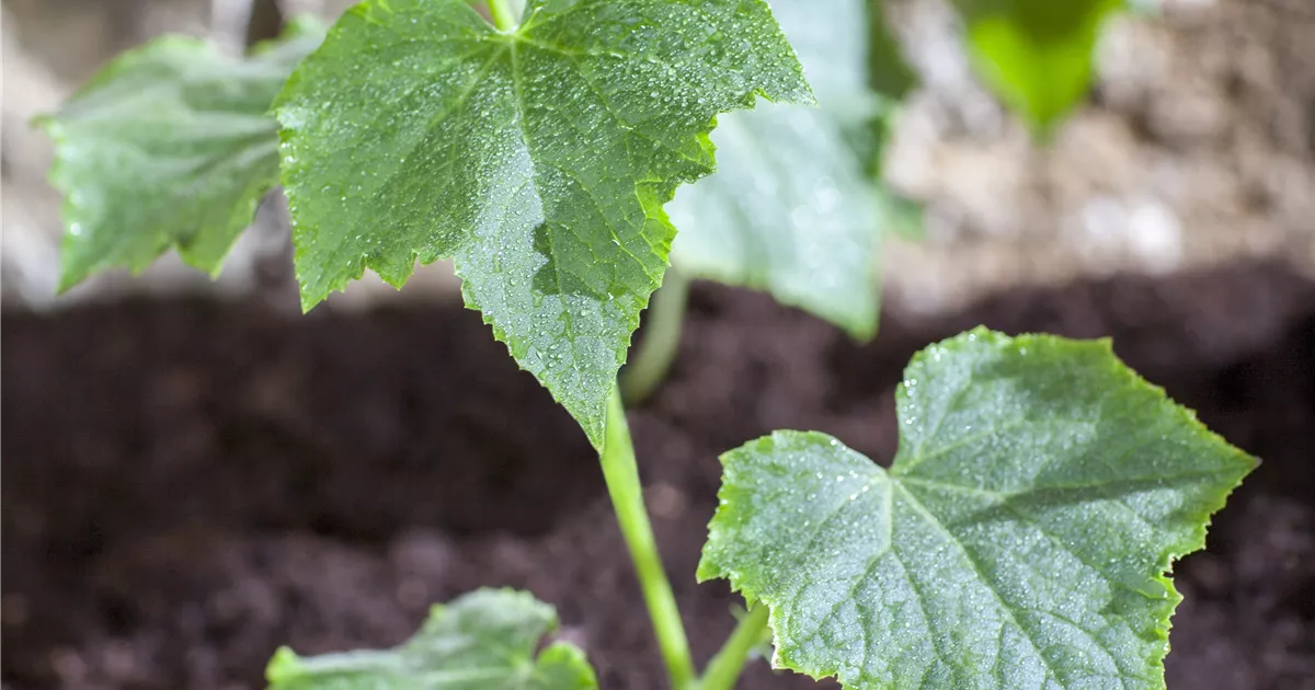 Cucumis sativus Induran res., Gurke 'Induran' - Bellaflora