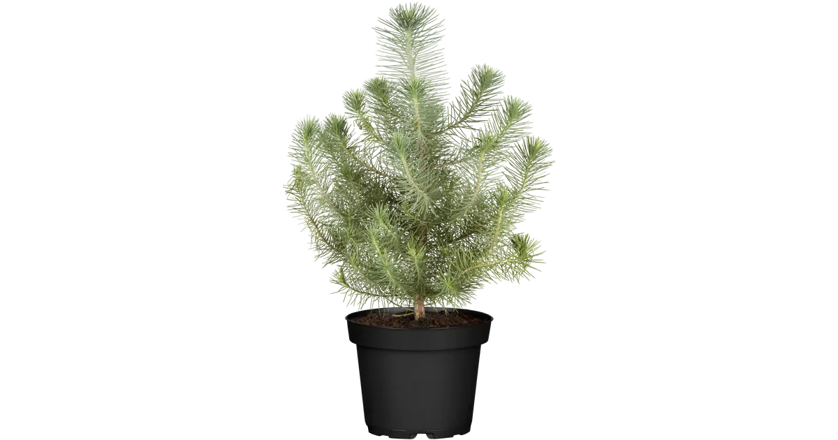 Pinus pinea Silvercrest, Pinie 'Silver Crest' - Bellaflora