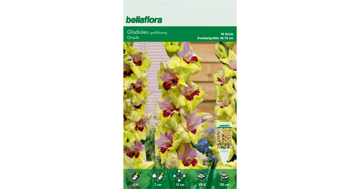 Gladiolus großblumig Oracle, Gladiole Oracle - Bellaflora