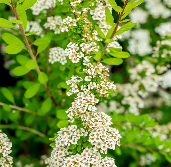 Spiraea nipponica Snowmound, Strauchspiere 'Snowmound' - Bellaflora
