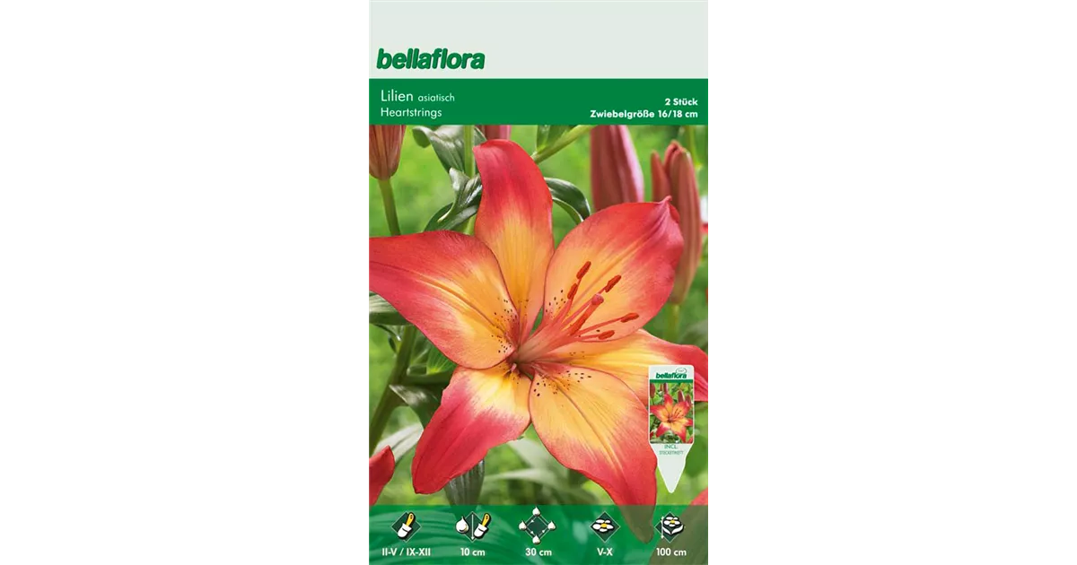 Lilium Asiatic Heartstrings, Lilie Heartstrings - Bellaflora