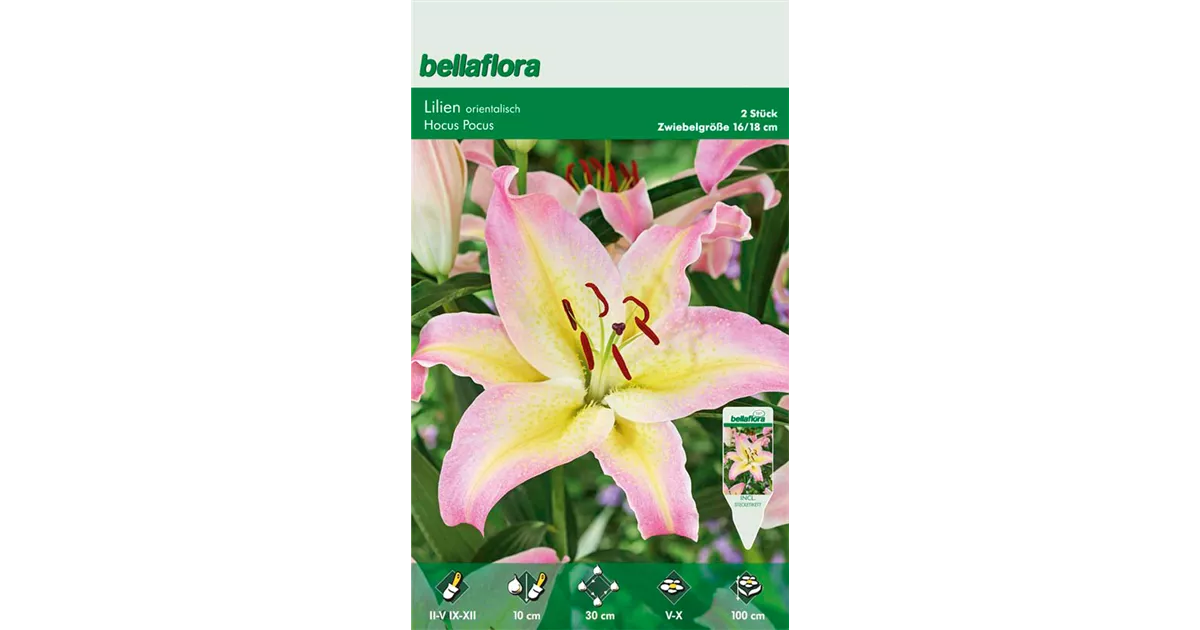 Lilium Oriental Hocus Pocus, Lilie Hocus Pocus - Bellaflora
