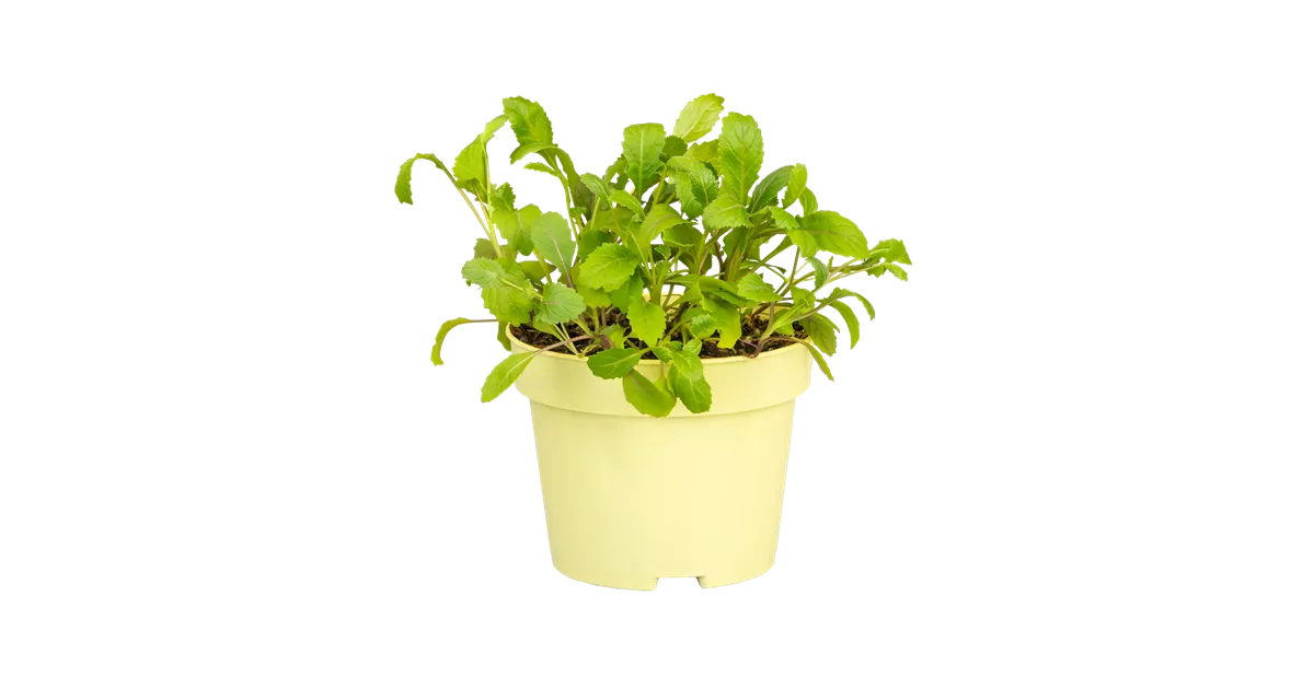 Diplotaxis erucoides, Wasabi-Rauke - Bellaflora