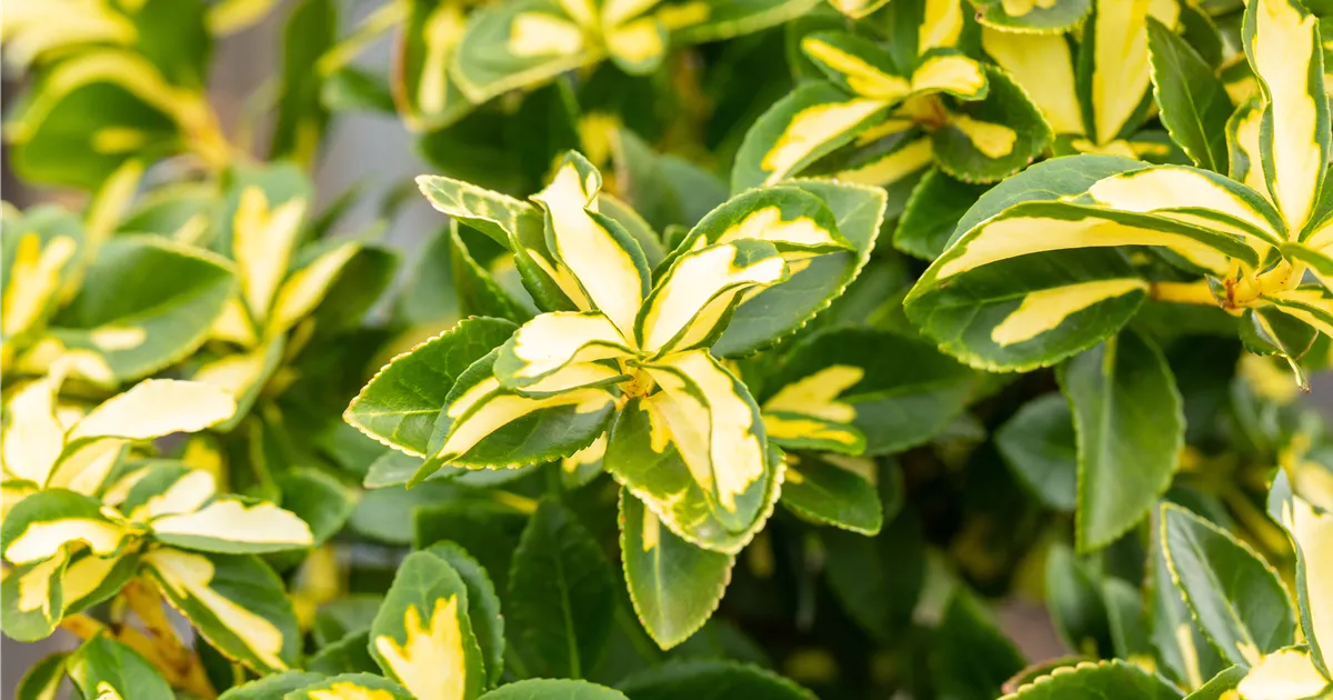 Euonymus fortunei Sunspot, Kriechspindel 'Sunspot' - Bellaflora