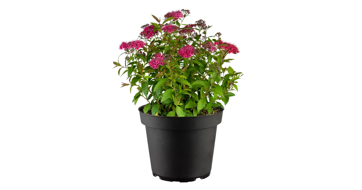 Spiraea bumalda Darts Red, Sommerspiere 'Dart's Red' - Bellaflora