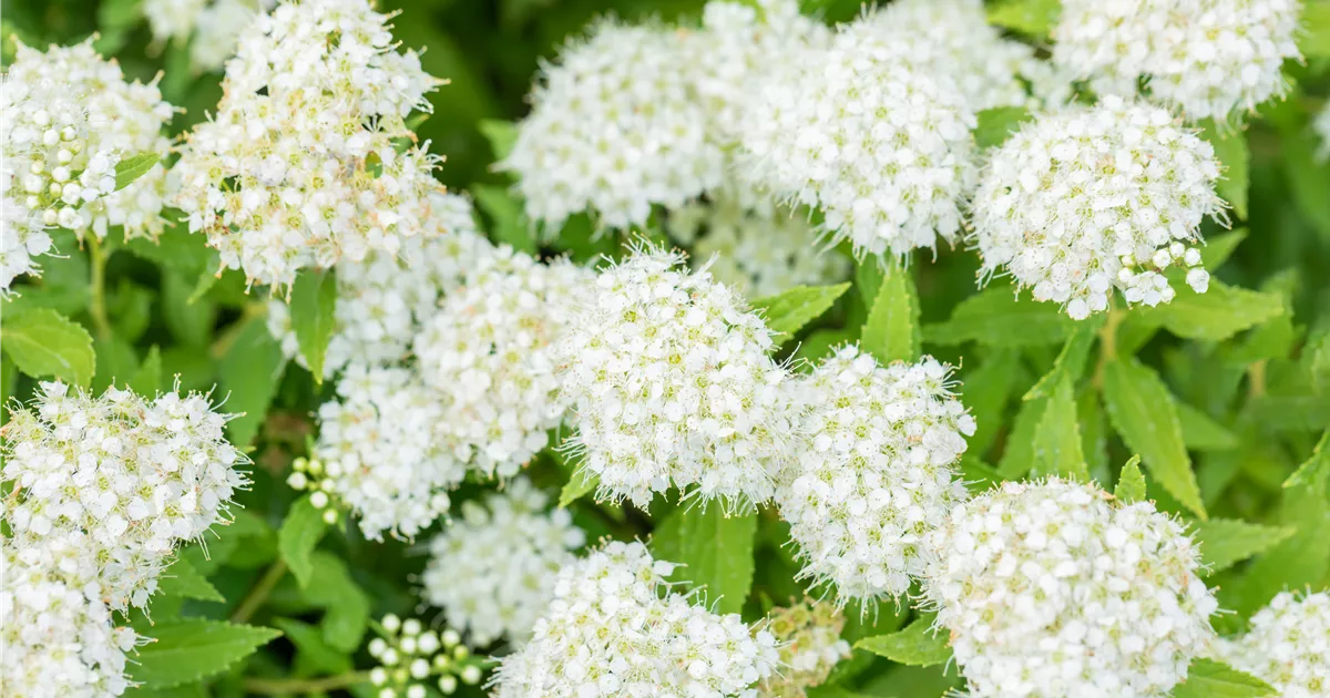 Spiraea japonica Albiflora, Sommerspiere 'Albiflora' - Bellaflora
