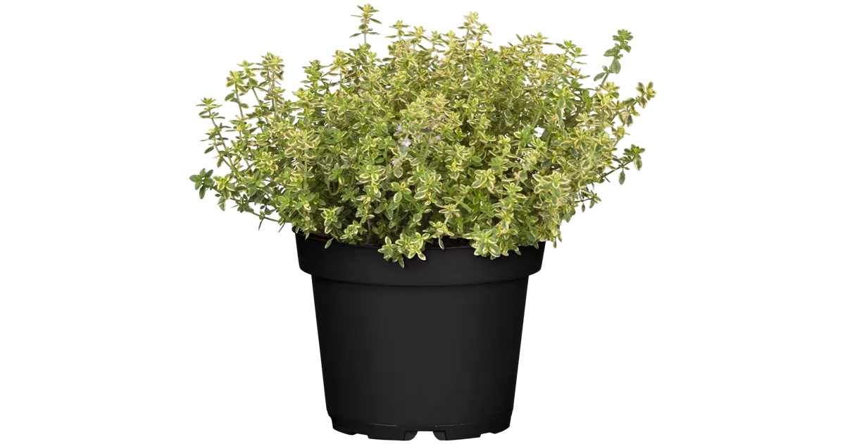 Thymus citrodorus aureus, Gold-Thymian 'Aureus' - Bellaflora