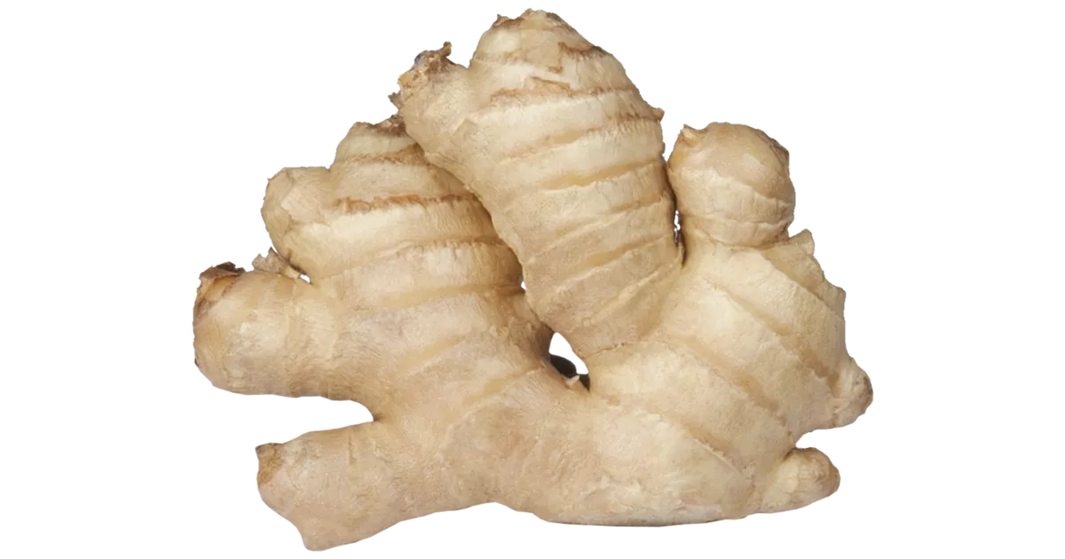 Zingiber officinale, Echter Ingwer - Bellaflora