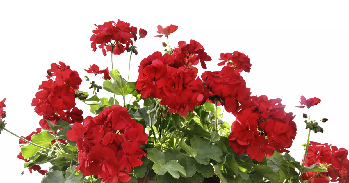 Pelargonium interspecific Calliope Scarlet, Pelargonie 'Marcada® Dark ...