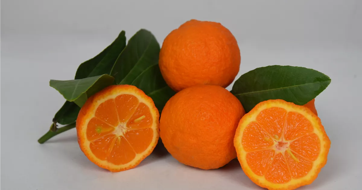 Citrus lima rossa Busch, Rote Limette - Bellaflora